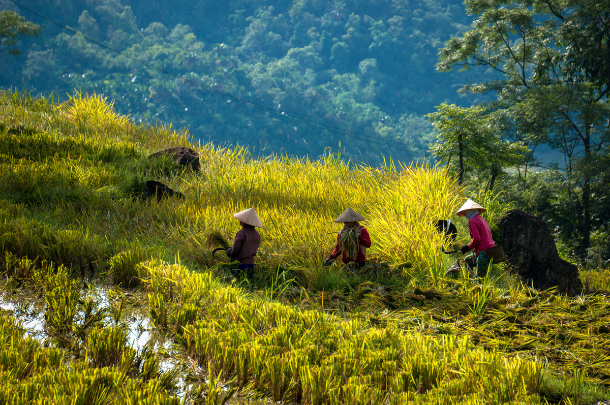 Explore the Untouched Beauty of Pu Luong Nature Reserve
