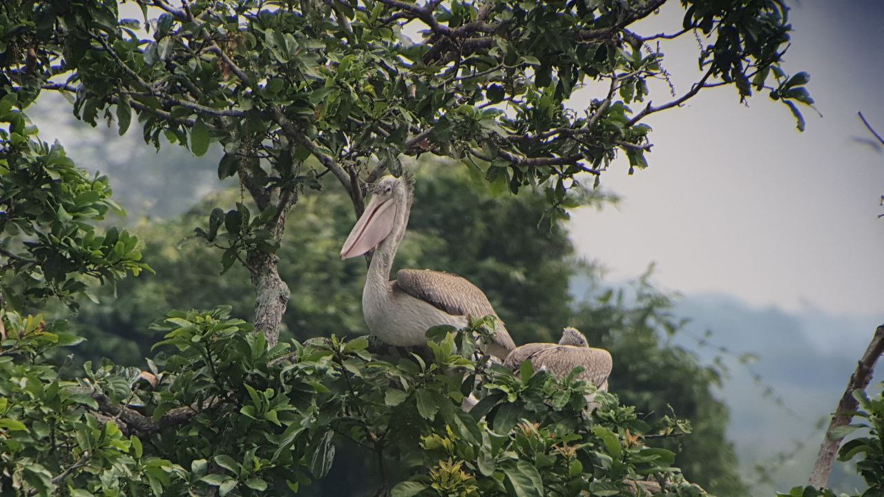Tonle Sap Lake Cambodia Travel Guide: Floating Villages, Biosphere ...