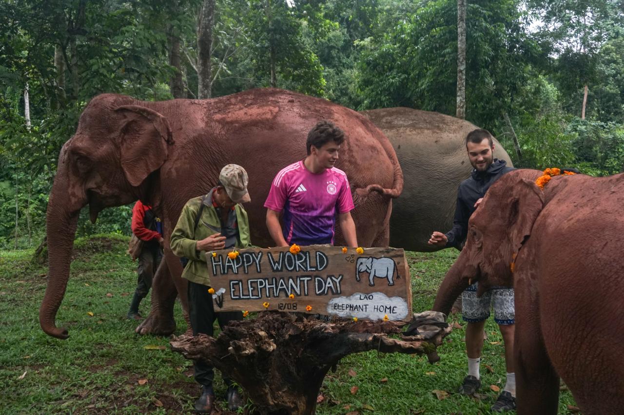 World Elephant Day Highlights Laos’ Struggle to Save Its Last Remaining ...