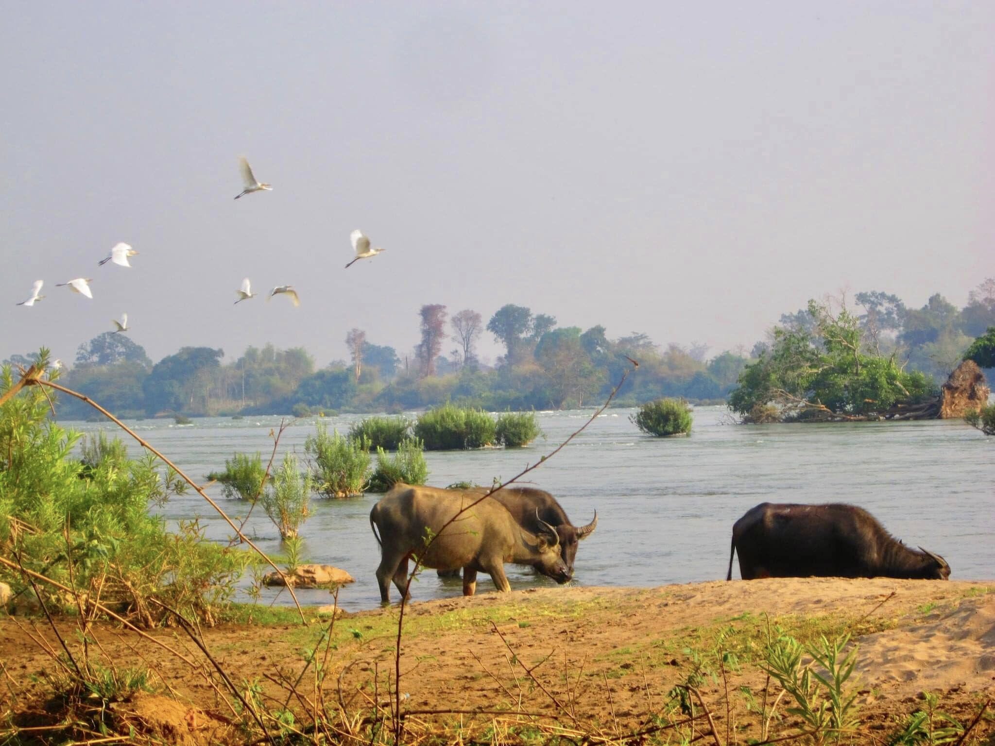 Si Phan Don Laos Travel Guide: Discover the Charm of the 4,000 Islands